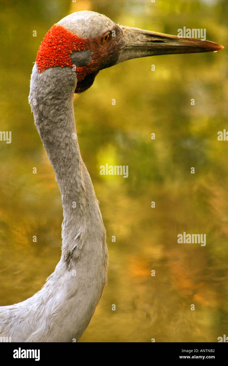 Queensland rainforest crane hi-res stock photography and images - Alamy