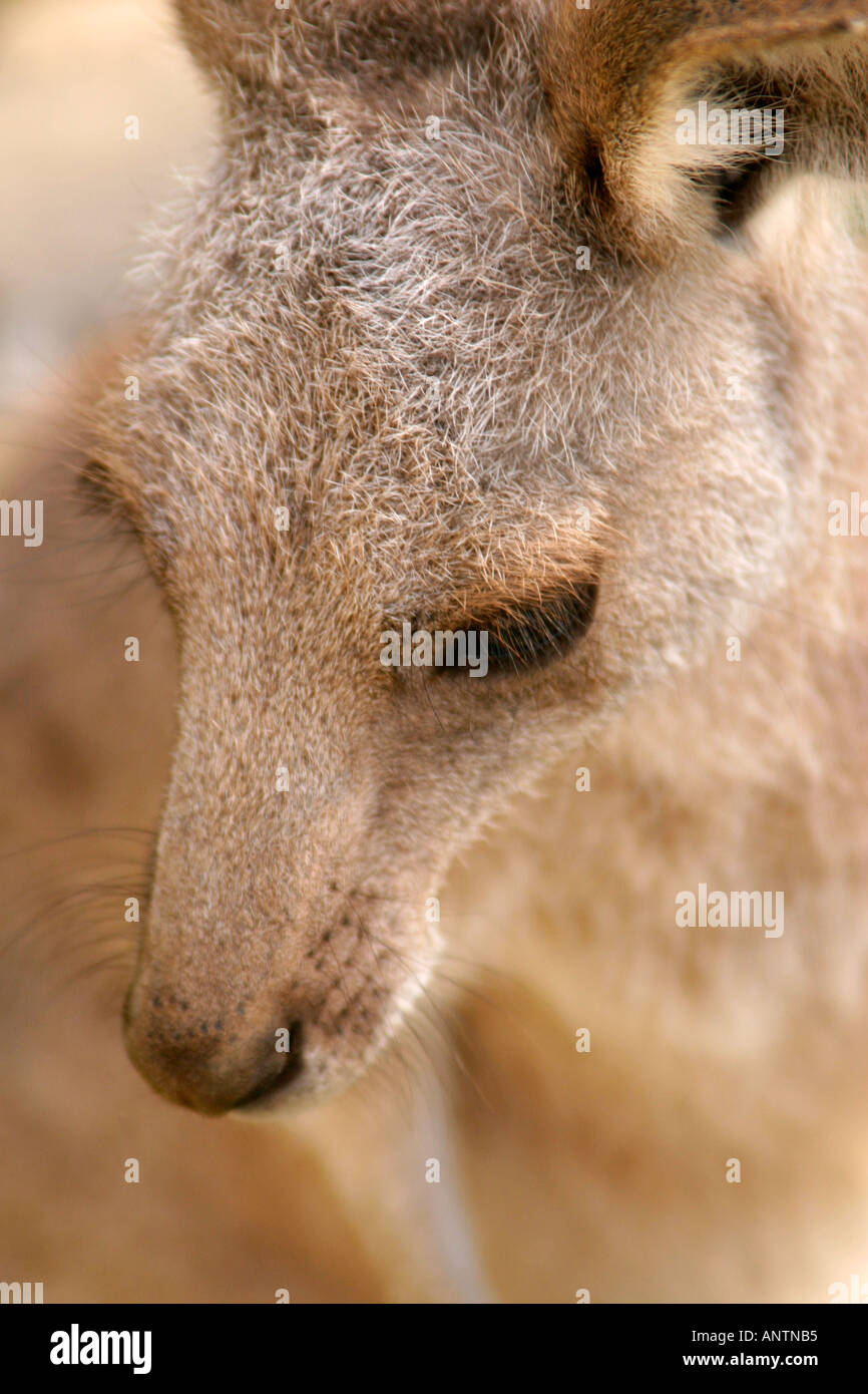 Agile Wallaby Port Douglas Australia Stock Photo - Alamy