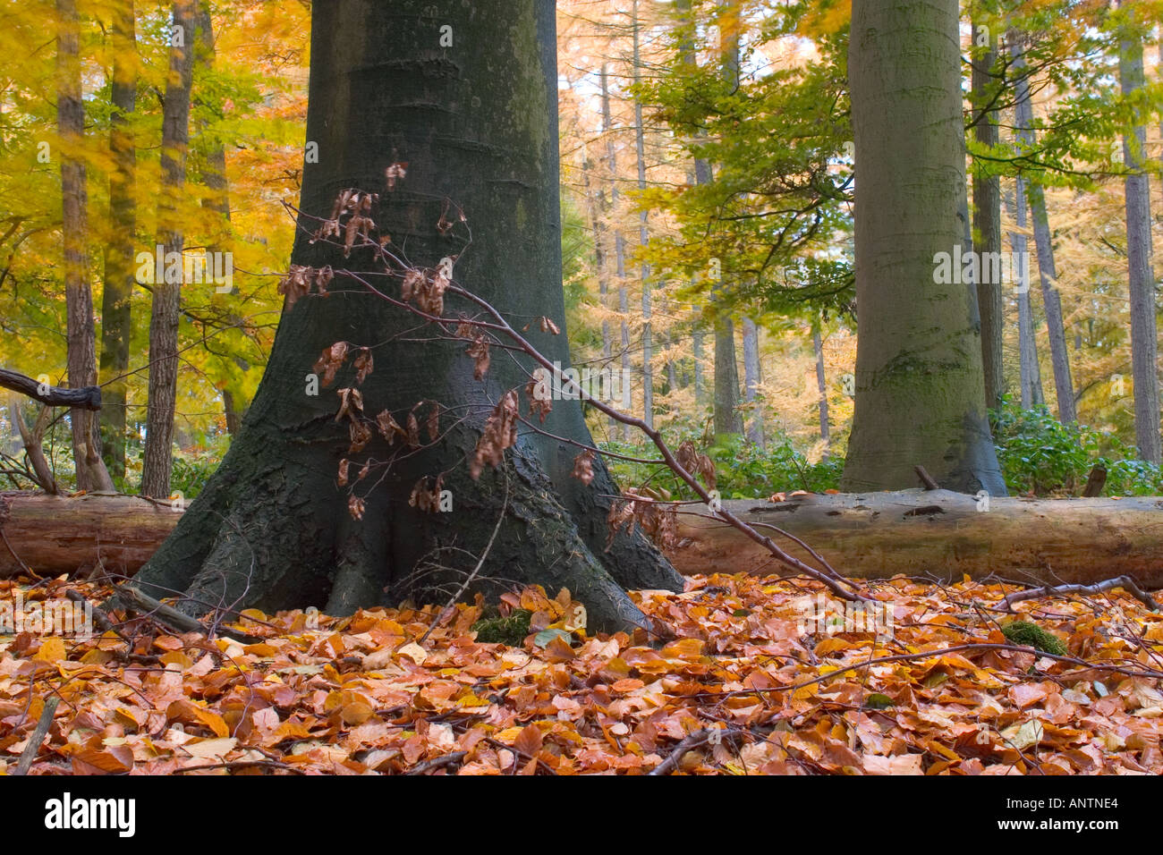 Beech tree in fallen leaves Lage Germany Stock Photo - Alamy