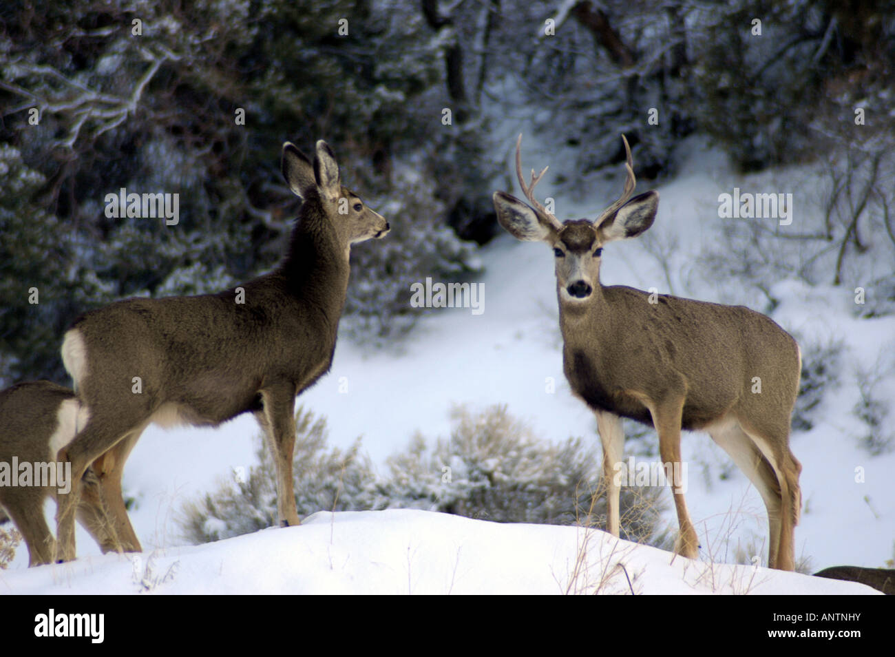Mule deer winter hi-res stock photography and images - Alamy