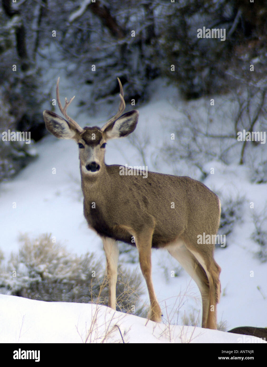 Utah animal winter hi-res stock photography and images - Alamy