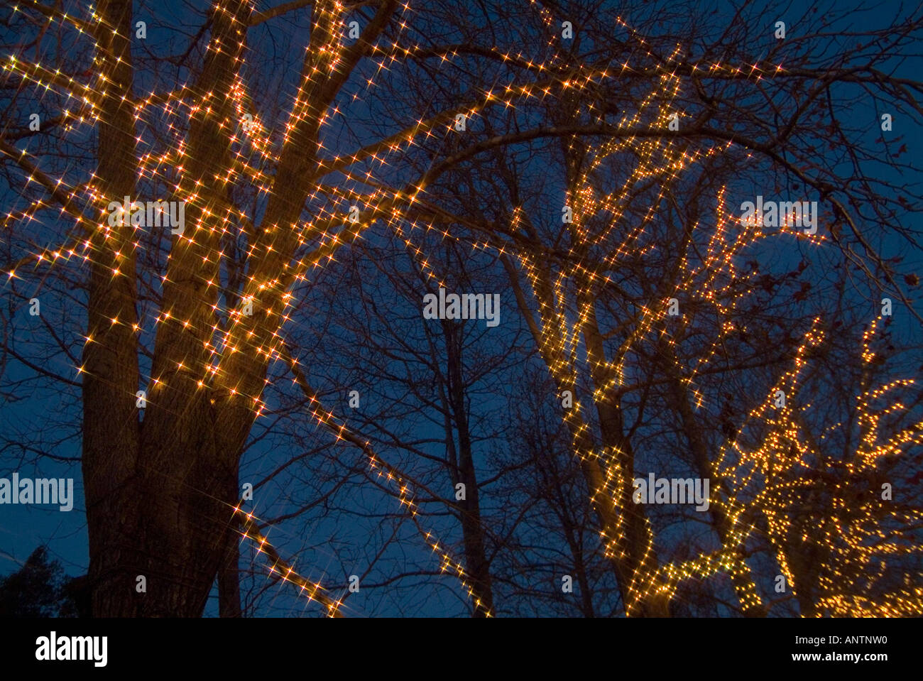 Trees with light hi-res stock photography and images - Alamy