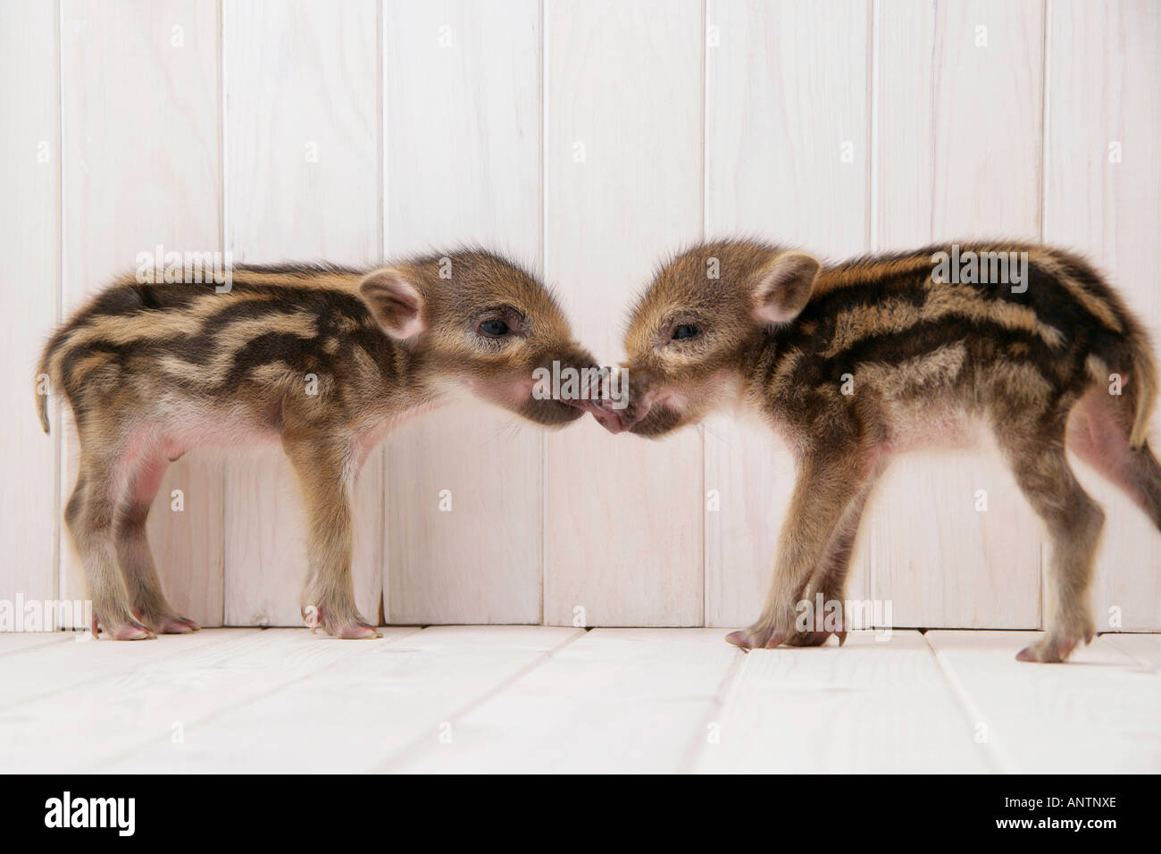 Two baby boars standing Stock Photo - Alamy