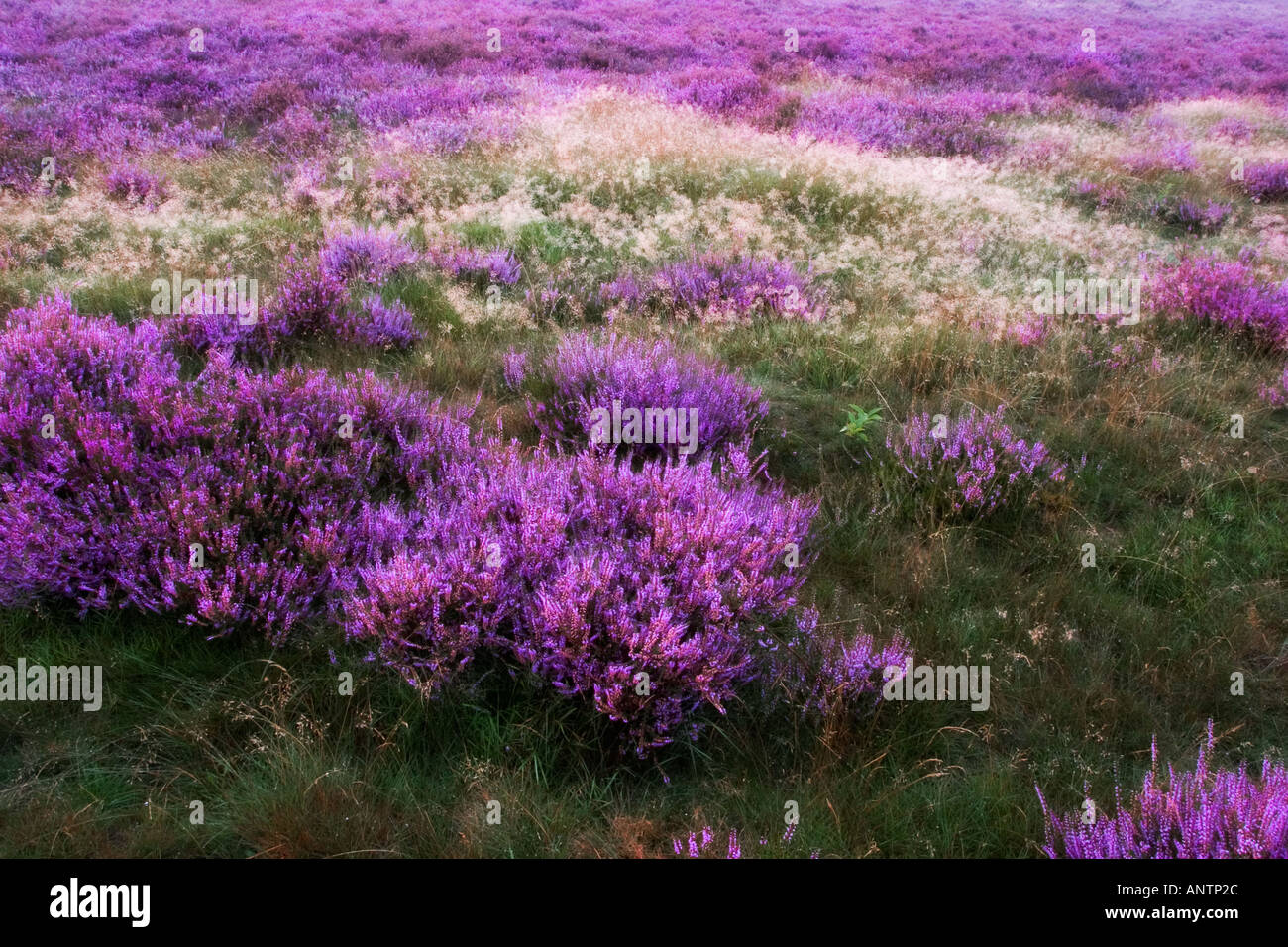 Blooming heather and grasses Itterbeck Germany Itterbeck Germany Stock ...