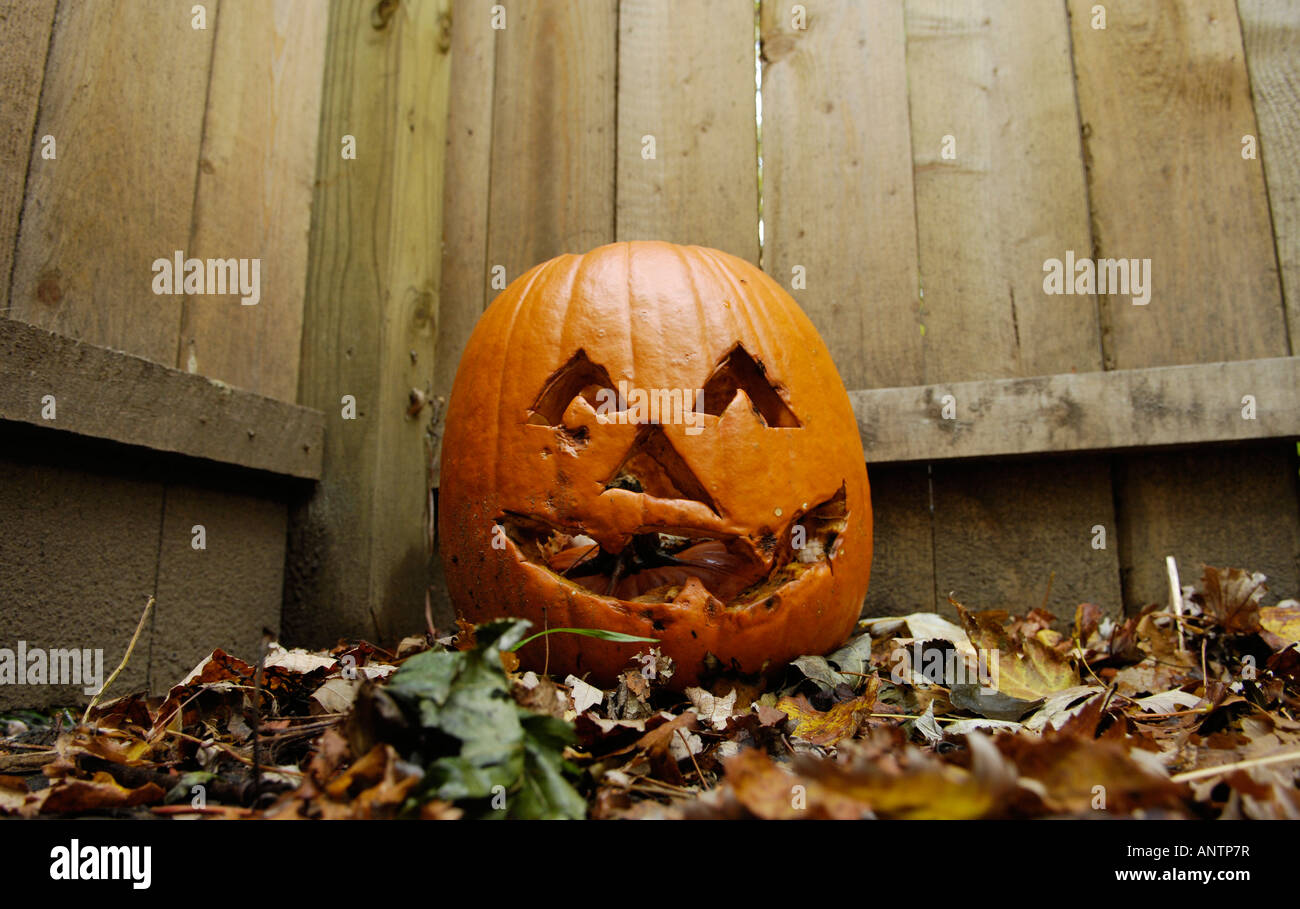 Rotting pumpkin in leaves near fence Stock Photo - Alamy