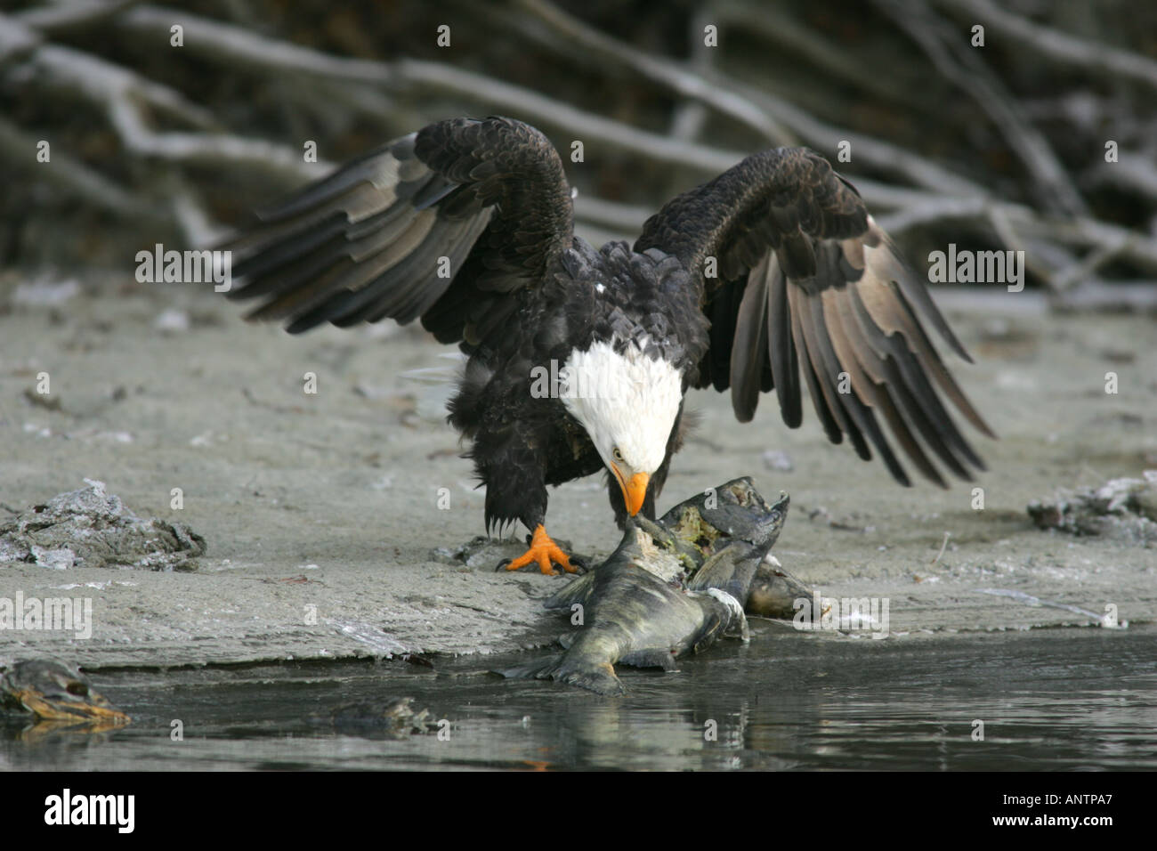 Bald eagle catching salmon hi-res stock photography and images - Alamy