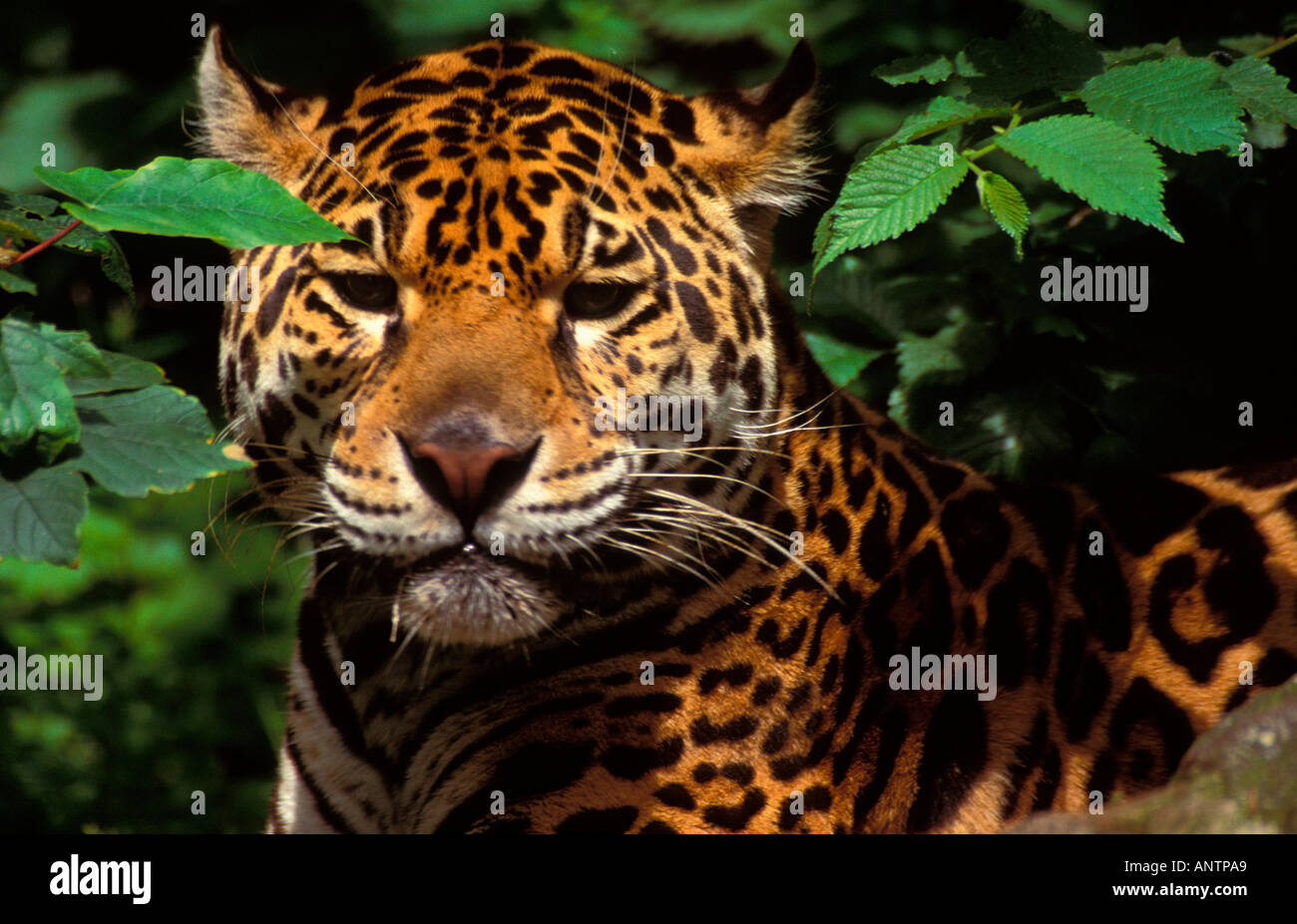 Jaguar green eyes hi-res stock photography and images - Alamy