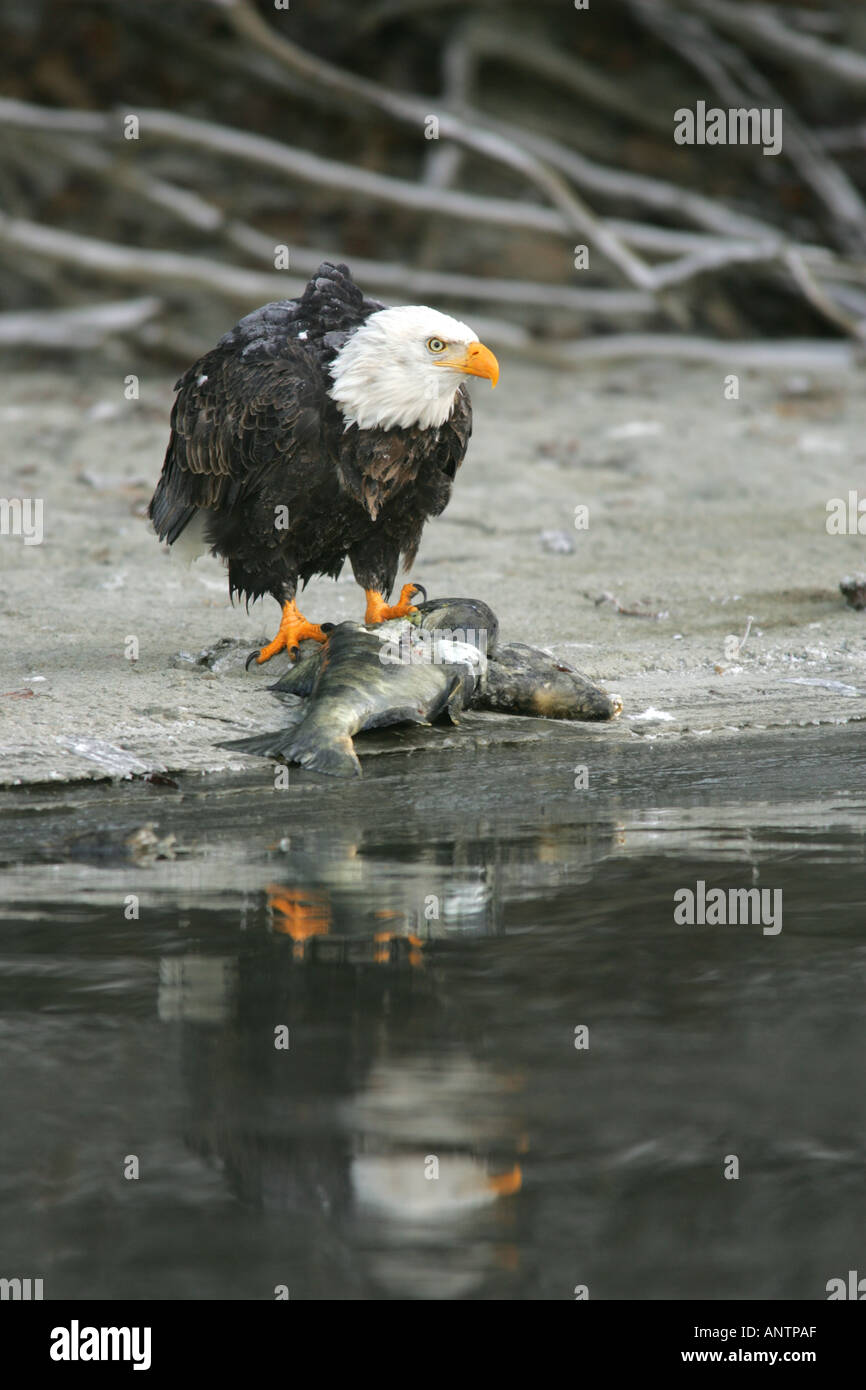 bald eagle catching a salmon in the river alaska Stock Photo - Alamy
