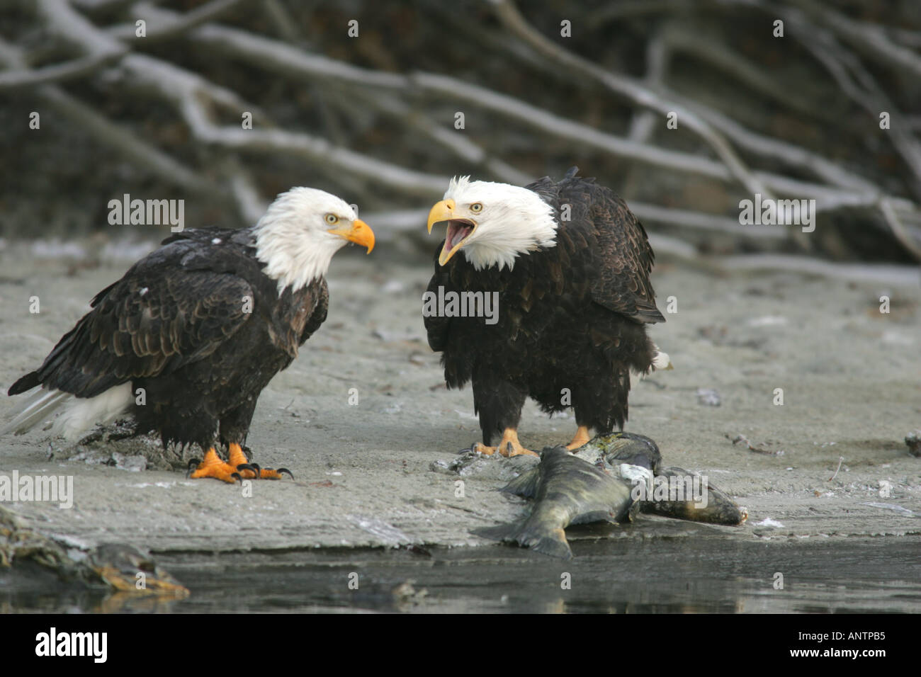 bald eagles catching a salmon in the river alaska Stock Photo - Alamy