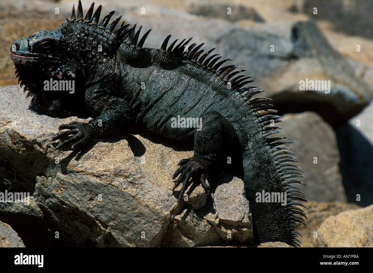 Iguana Peter Island British Virgin Islands Stock Photo - Alamy