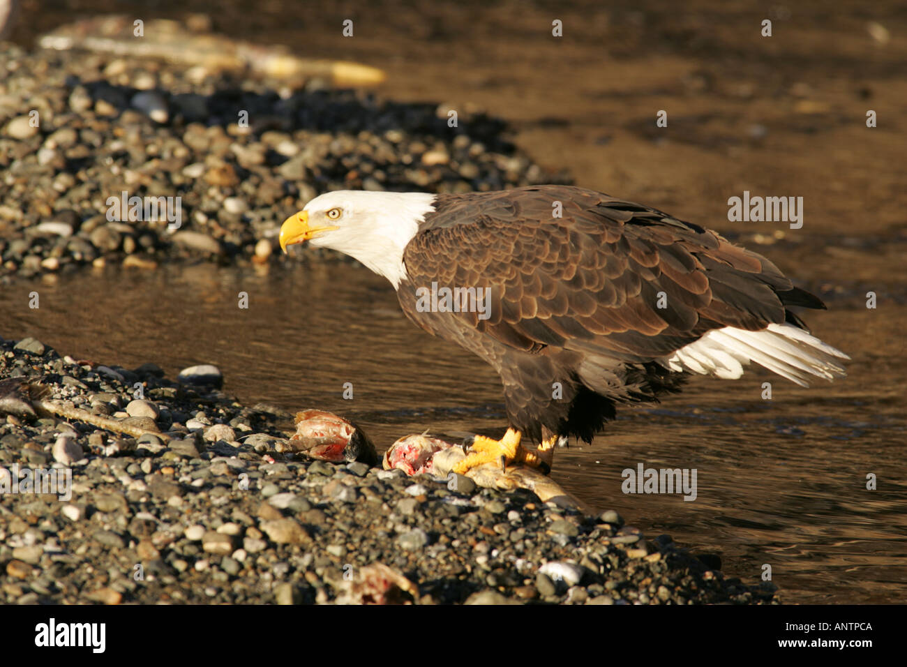 bald eagle catching a salmon in the river alaska Stock Photo - Alamy