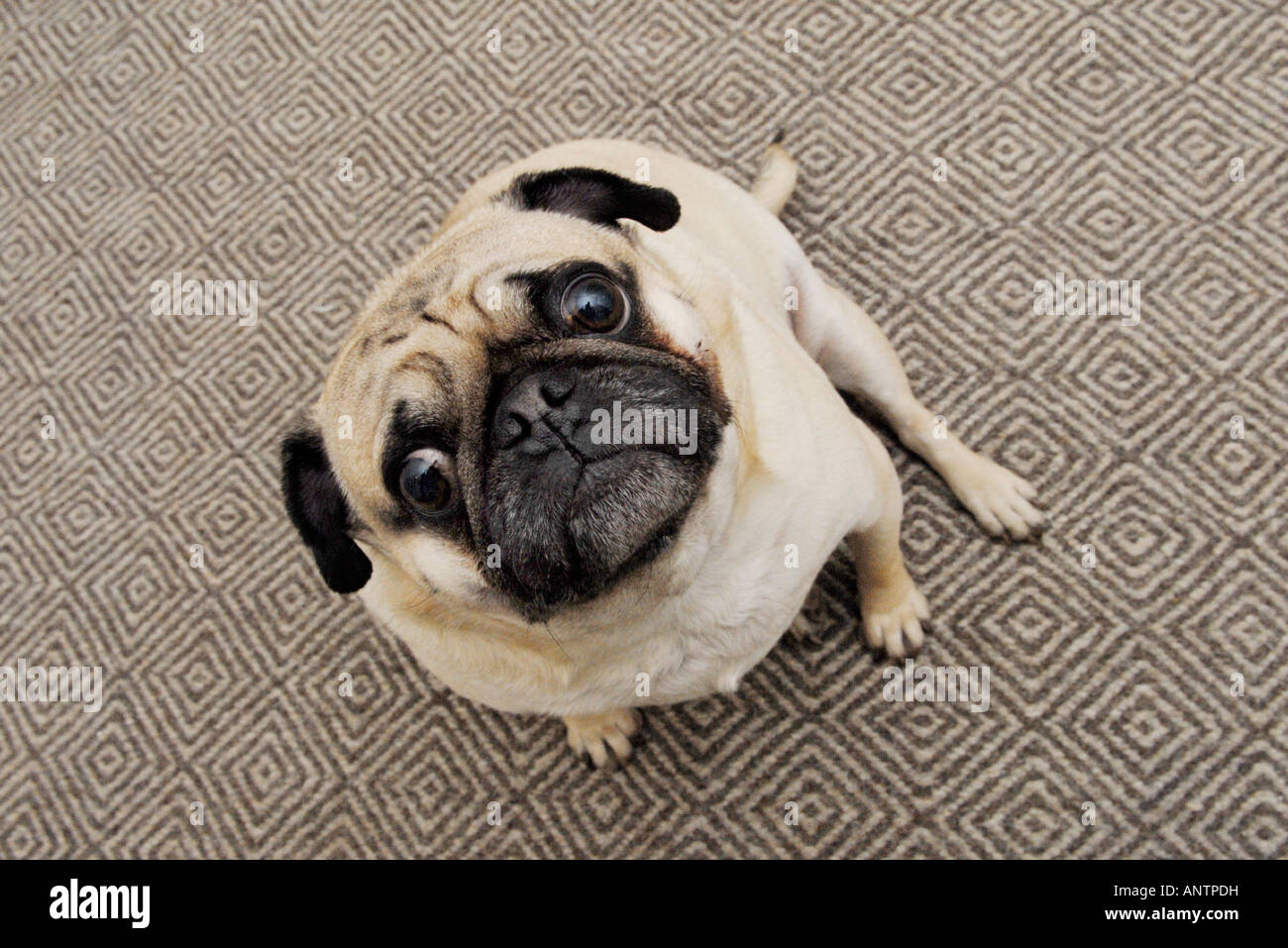 Pug dog looking up and worried Stock Photo - Alamy