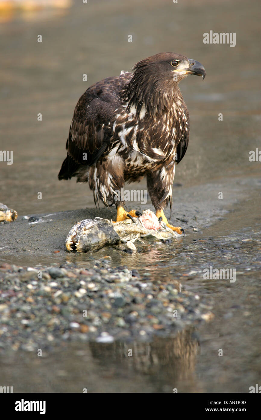 bald eagle alaska Stock Photo - Alamy