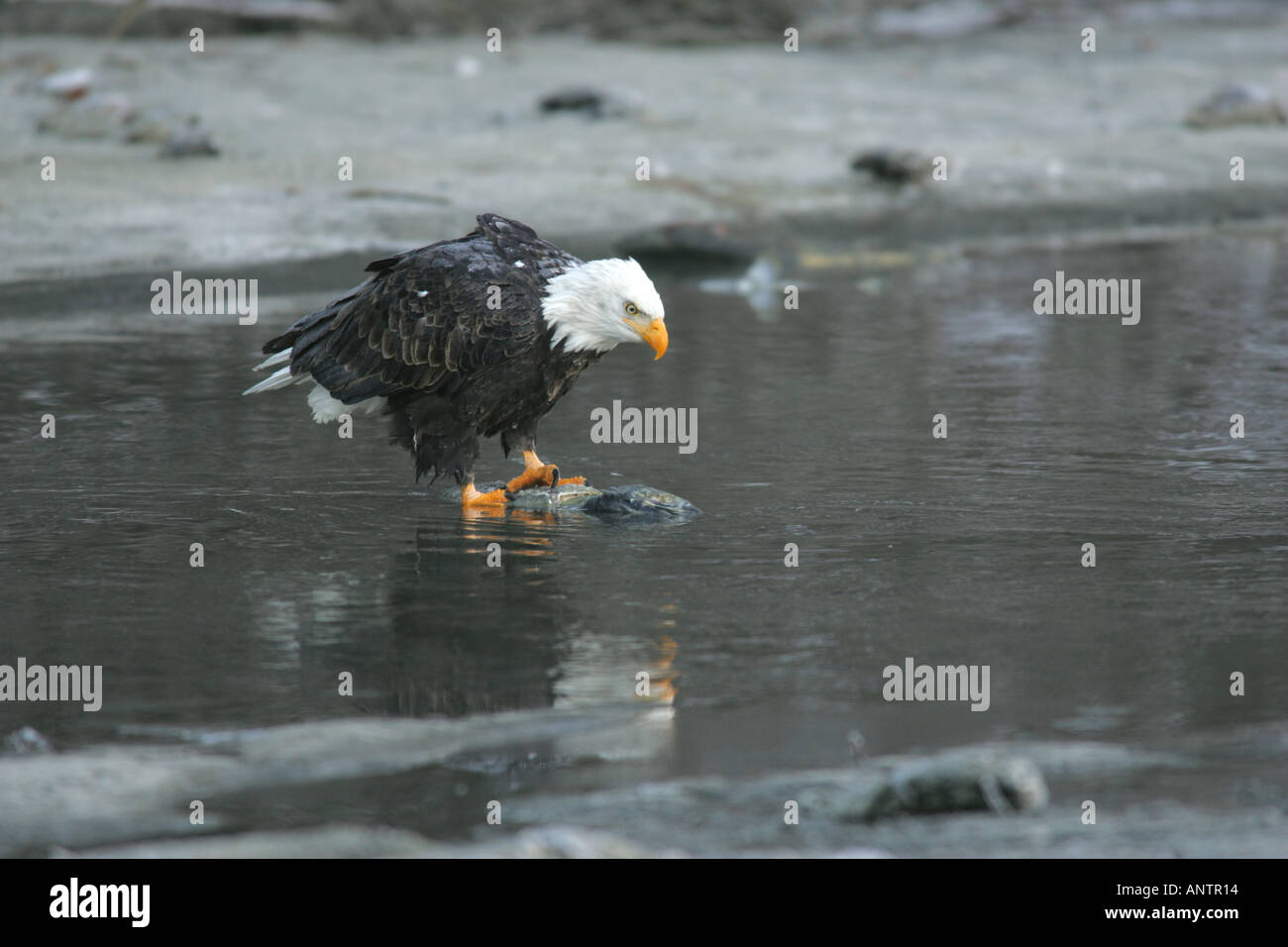 bald eagle alaska Stock Photo - Alamy