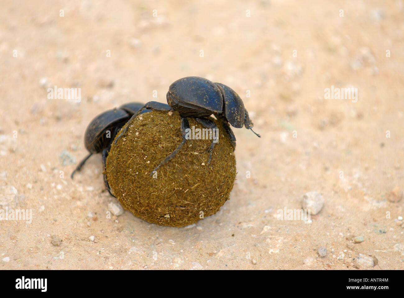 Addo flightless dung beetles fighting over a dung ball, Addo Elephant ...