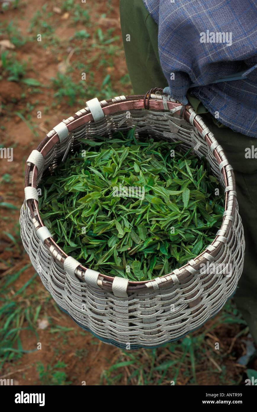 Tea picking Hangzhou China Stock Photo - Alamy