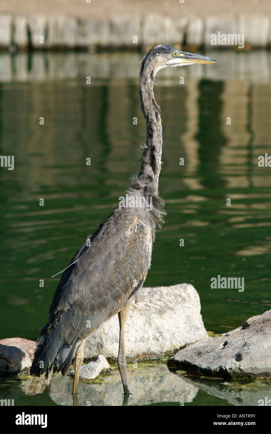 Great blue heron standing on rocks looking over a lake Stock Photo - Alamy