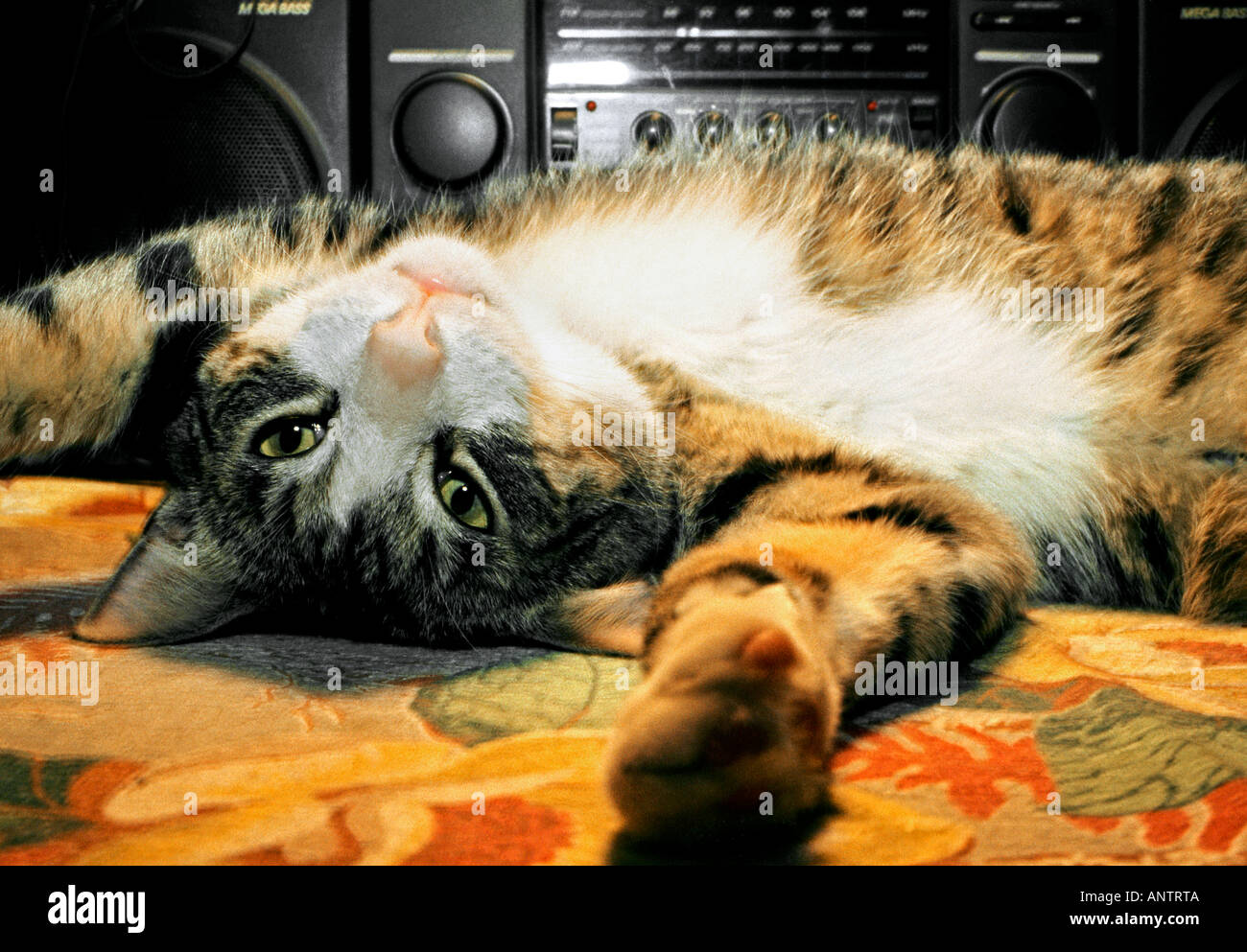 Resting ones legs hi-res stock photography and images - Alamy
