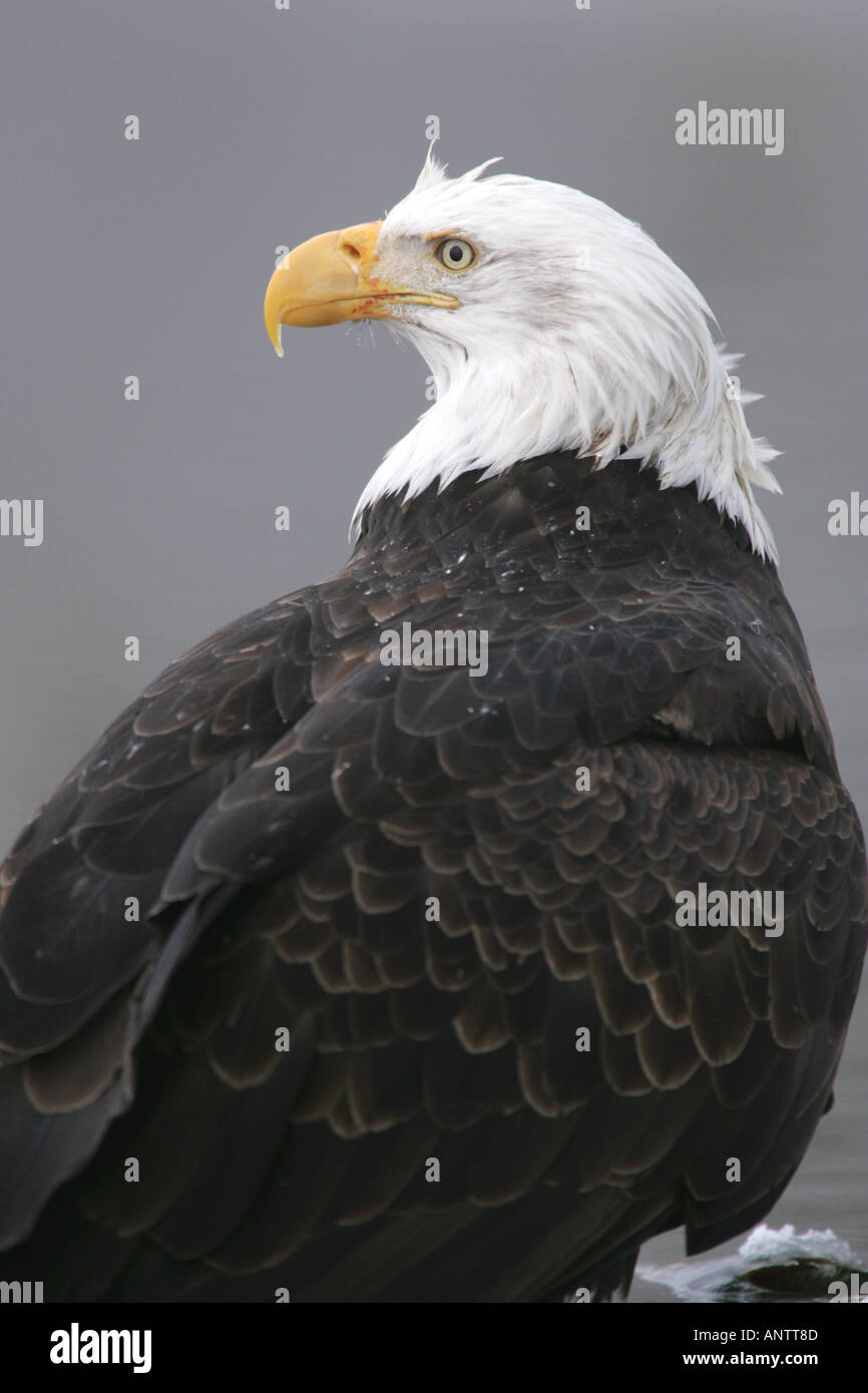 Bald eagles, Alaska Stock Photo - Alamy