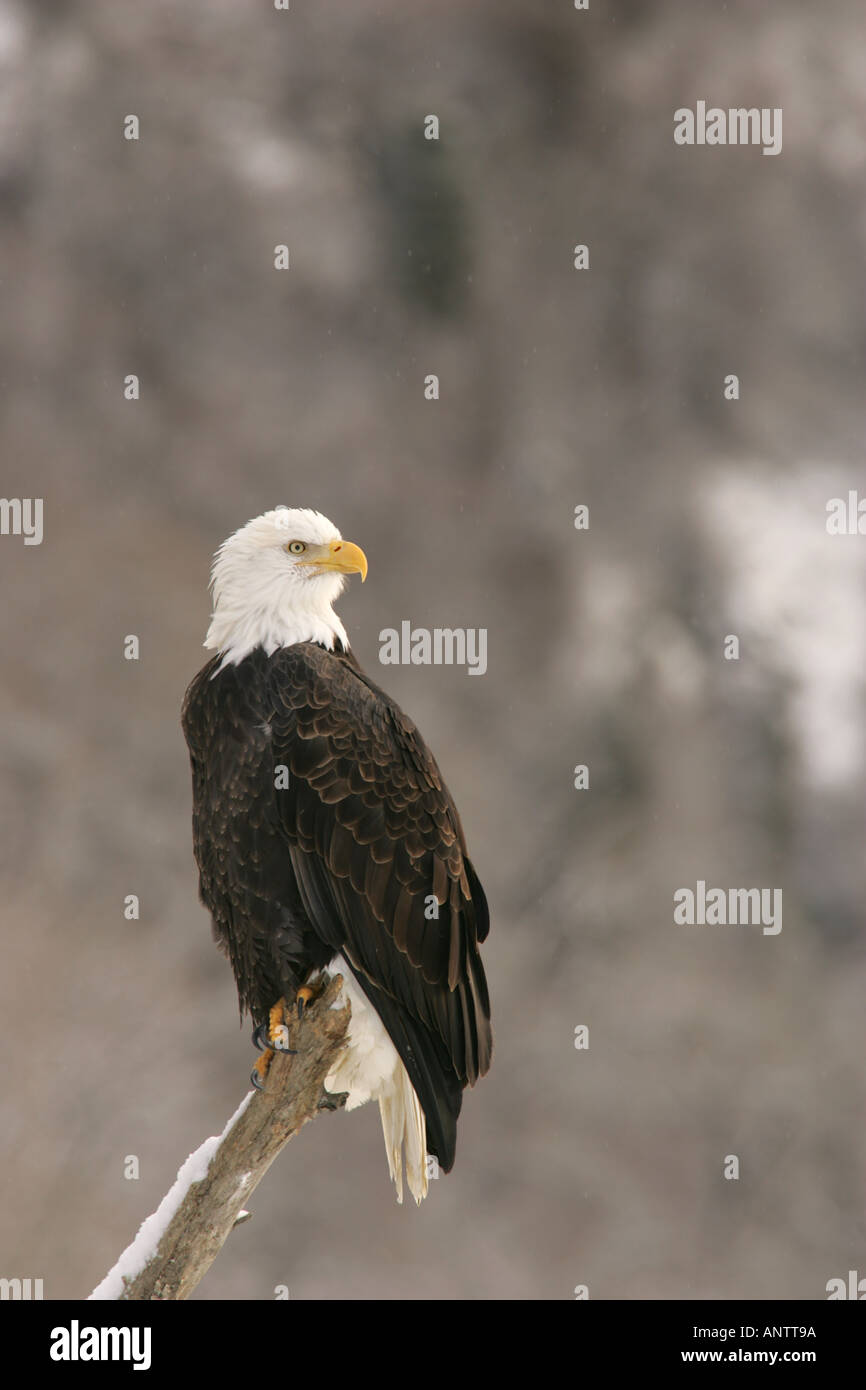 Haines alaska bald eagles hi-res stock photography and images - Alamy