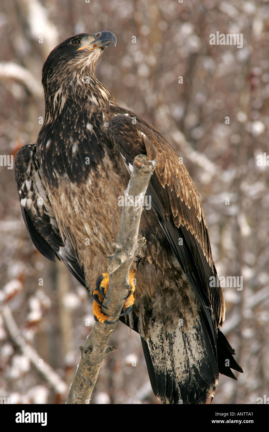Bald eagles, Alaska Stock Photo - Alamy