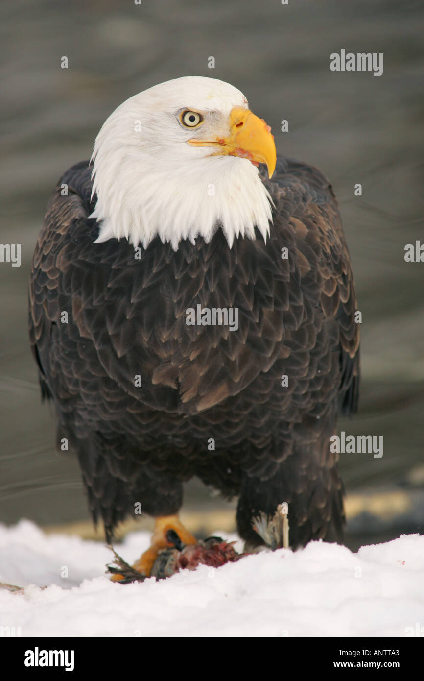 Bald eagles, Alaska Stock Photo - Alamy