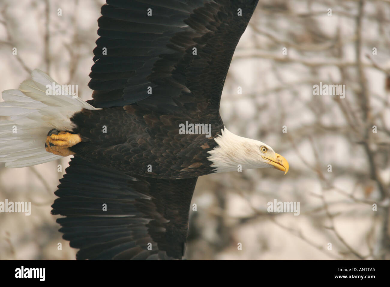 Bald eagles, Alaska Stock Photo - Alamy