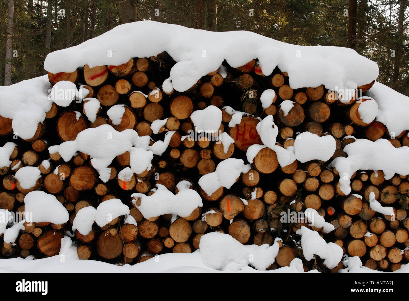 Snow covered tree-trunks Stock Photo - Alamy