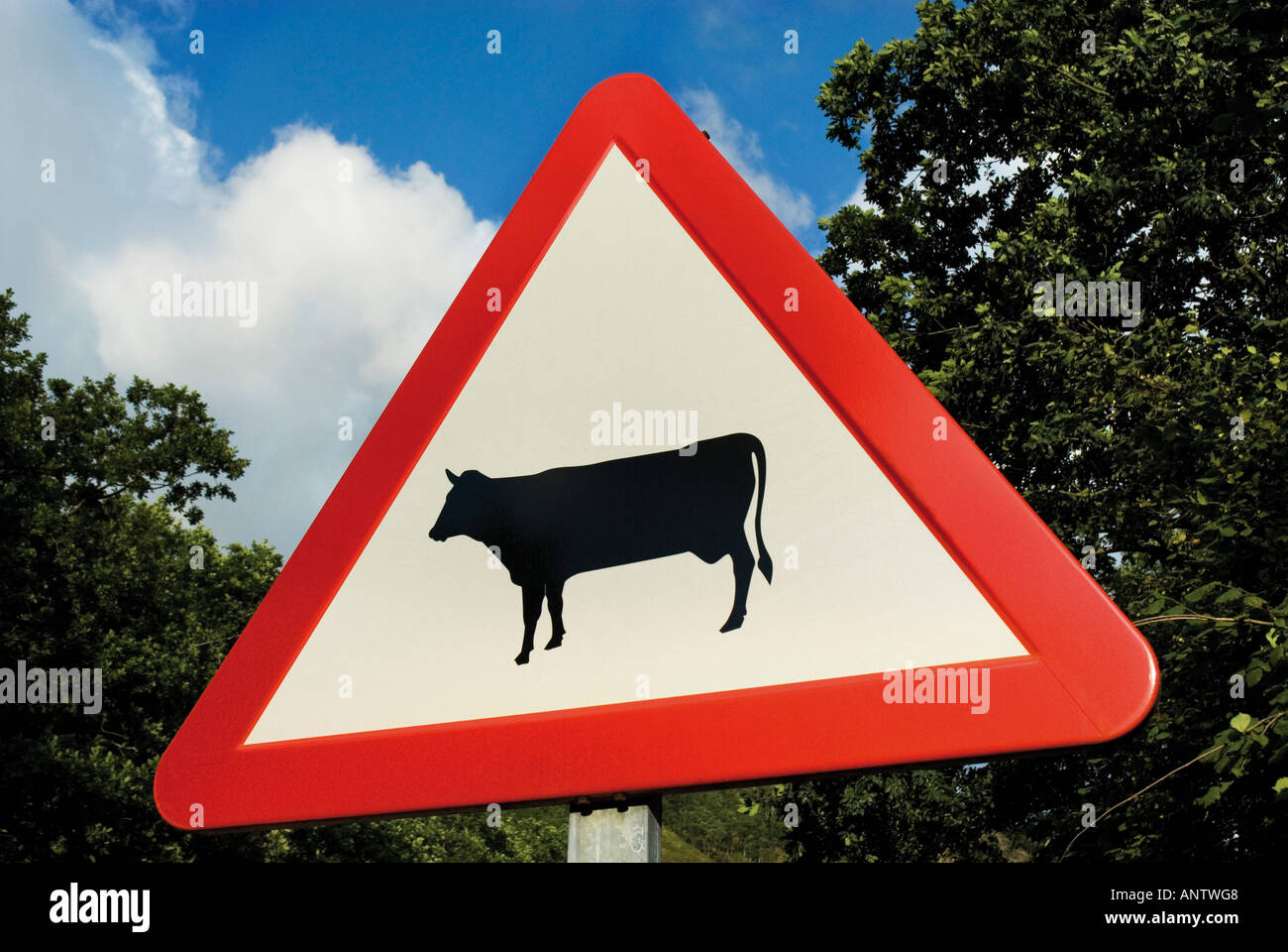 TRAFFIC SIGN. TRIANGULAR ROAD SIGN WARNING BEWARE OF CATTLE CROSSING ...