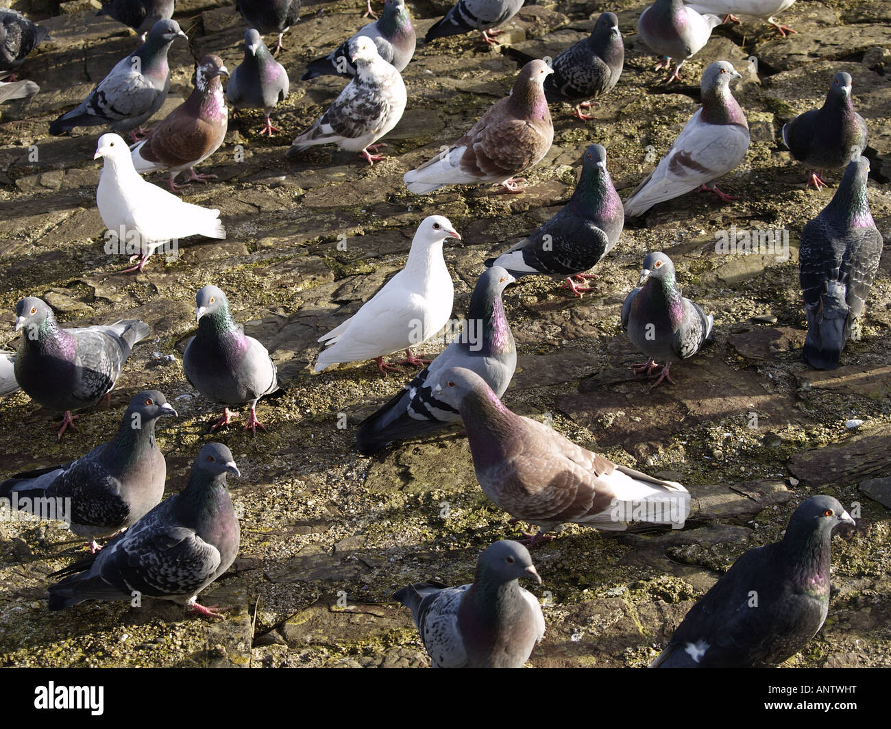 Coloured pigeons hi-res stock photography and images - Alamy