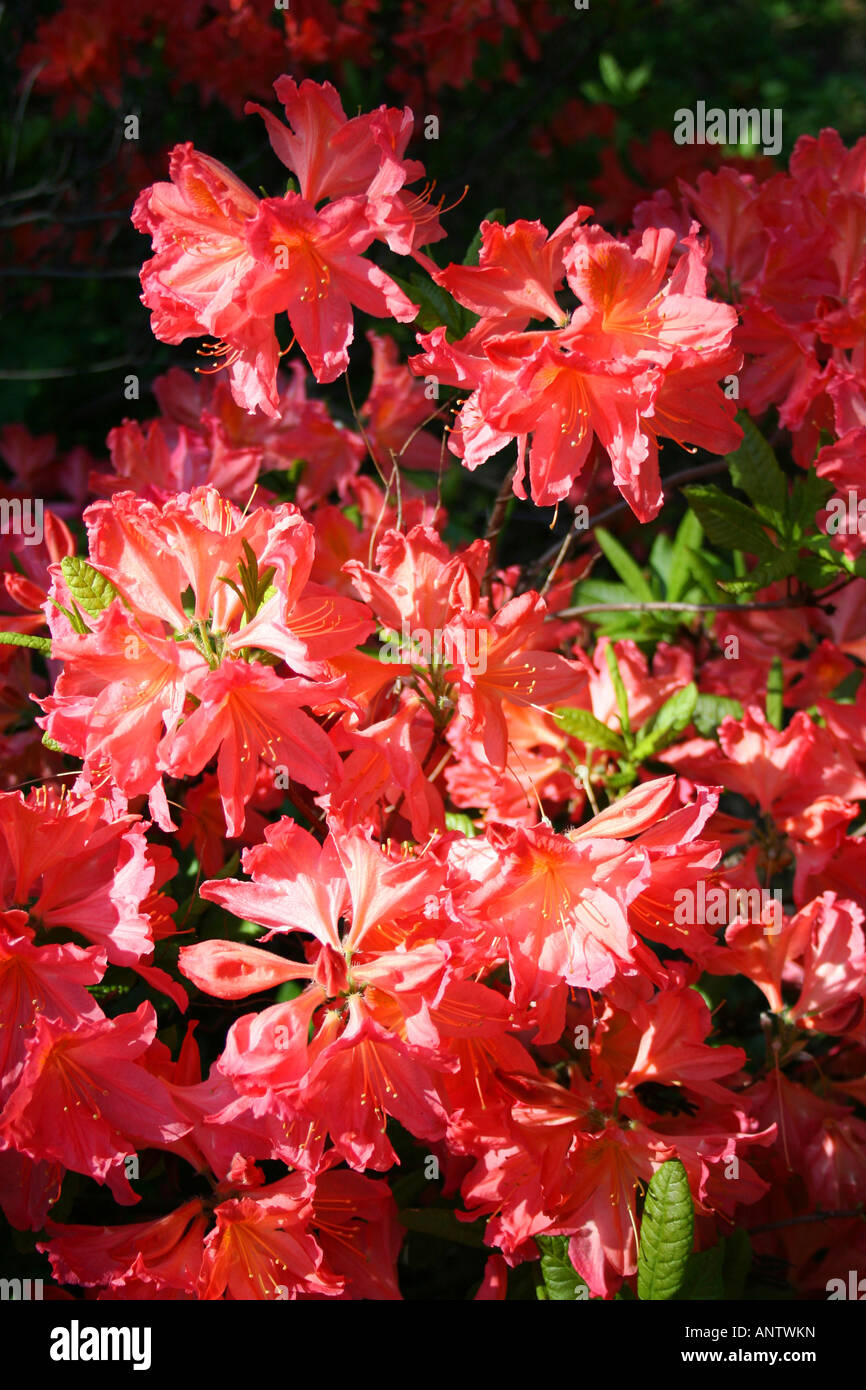 Azalea Rhododendron flowers in the sun lights Stock Photo - Alamy