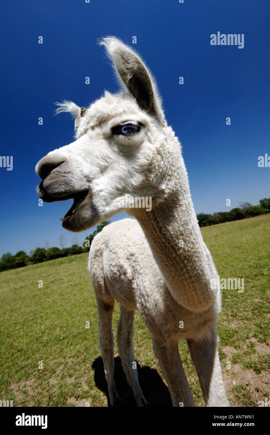Llama mouth open hi-res stock photography and images - Alamy