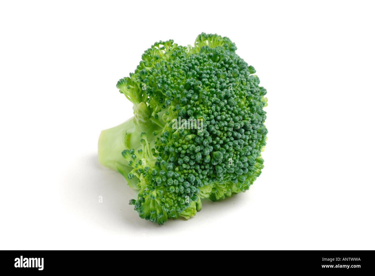 Floret of Broccoli on white background Stock Photo - Alamy