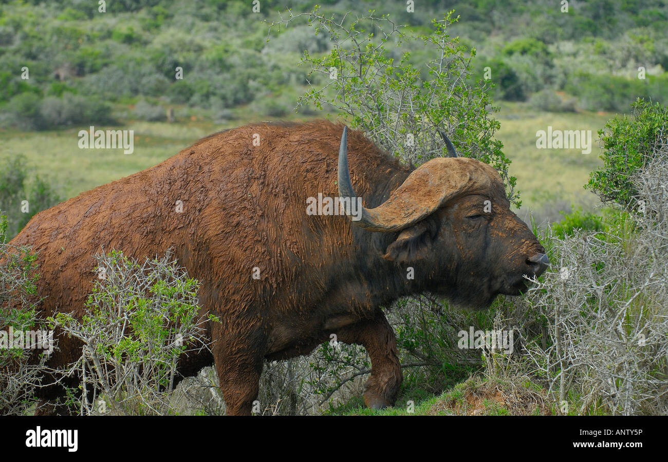 Huge mud coated buffalo bull struggling up a steep hill, Addo Elephant ...