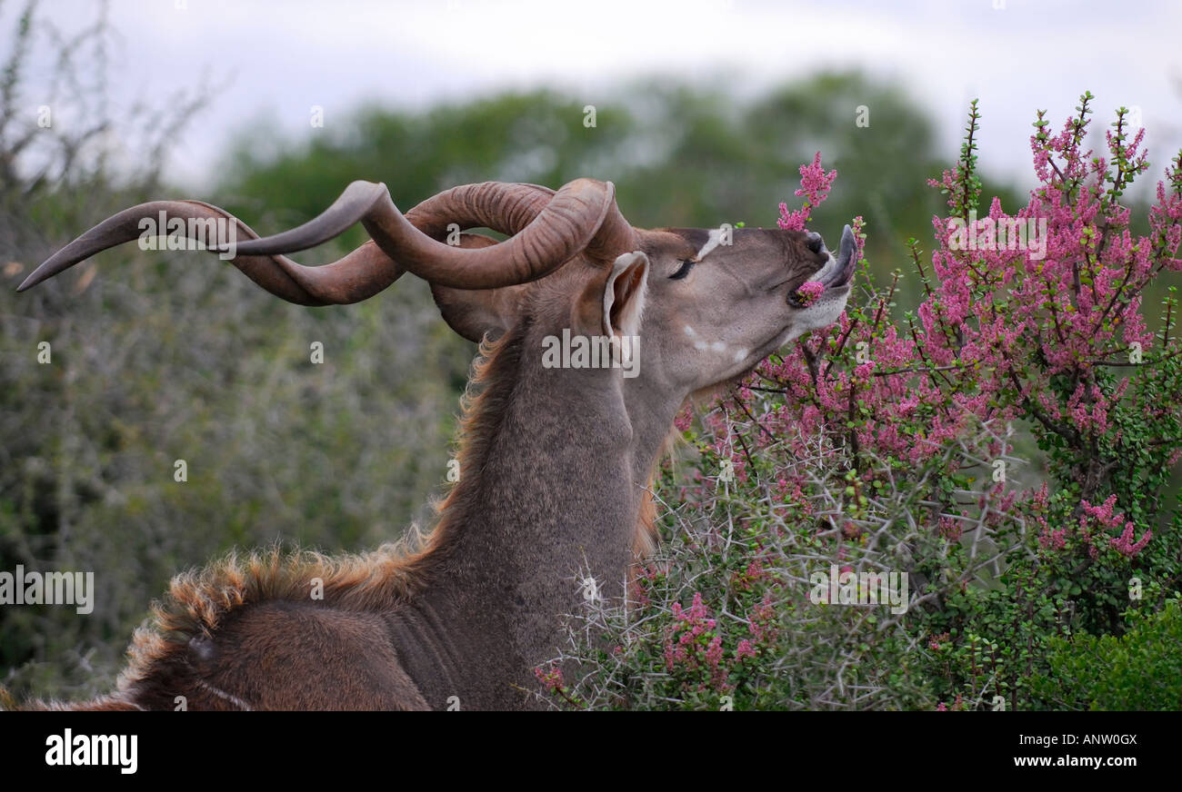 Greater kudu bull munching pink flowers of the spekboom, Addo Elephant ...