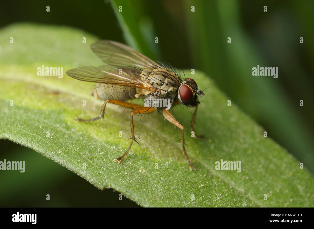 Coenosia insect hi-res stock photography and images - Alamy