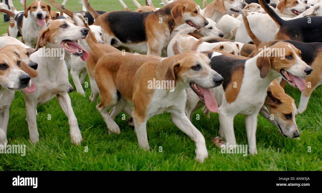 Hunting with hounds hi-res stock photography and images - Alamy