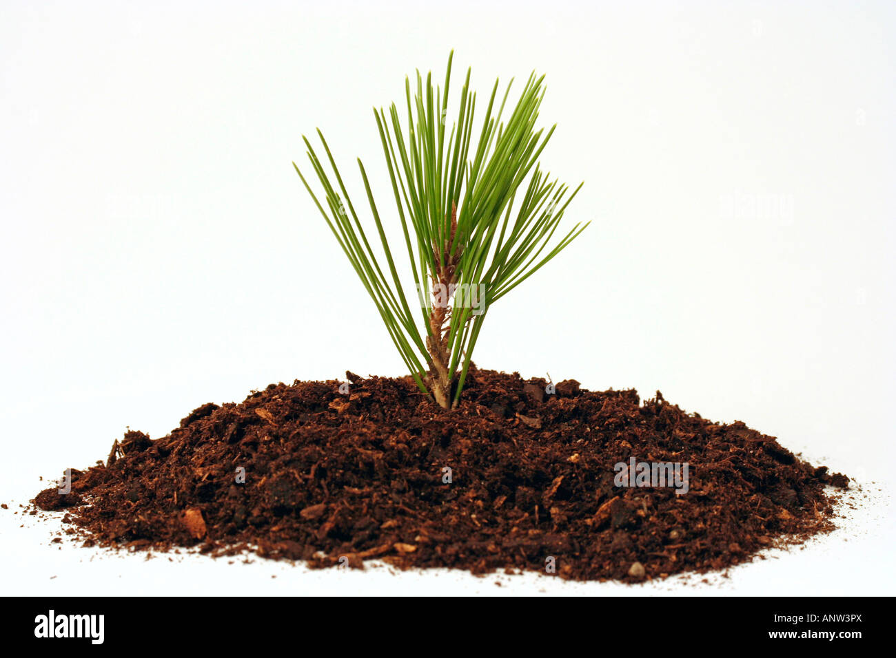 Little pine Pinus halepensis Stock Photo - Alamy