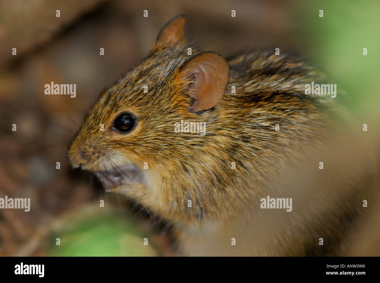 Striped Field Mouse