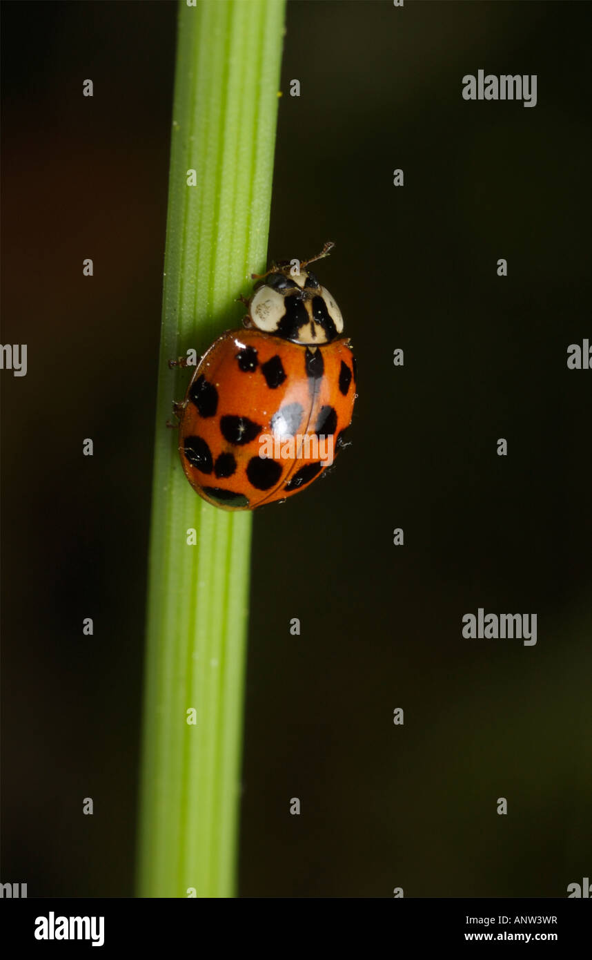 Multicolored asian lady beetle hi-res stock photography and images - Alamy