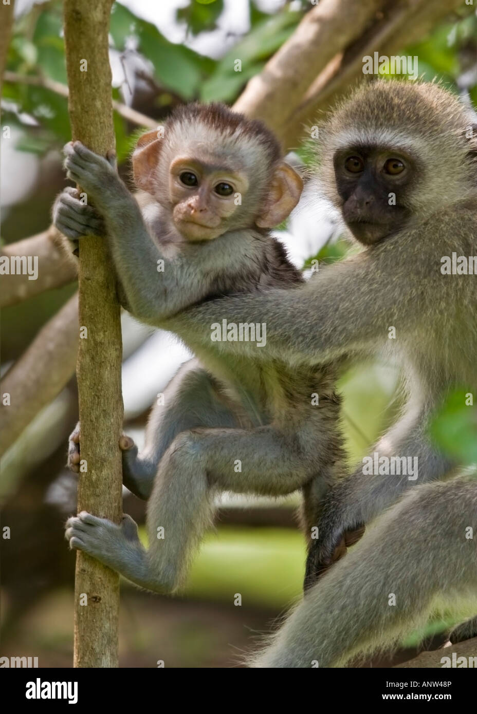 Mother vervet monkey clings to her baby in a small tree Stock Photo - Alamy