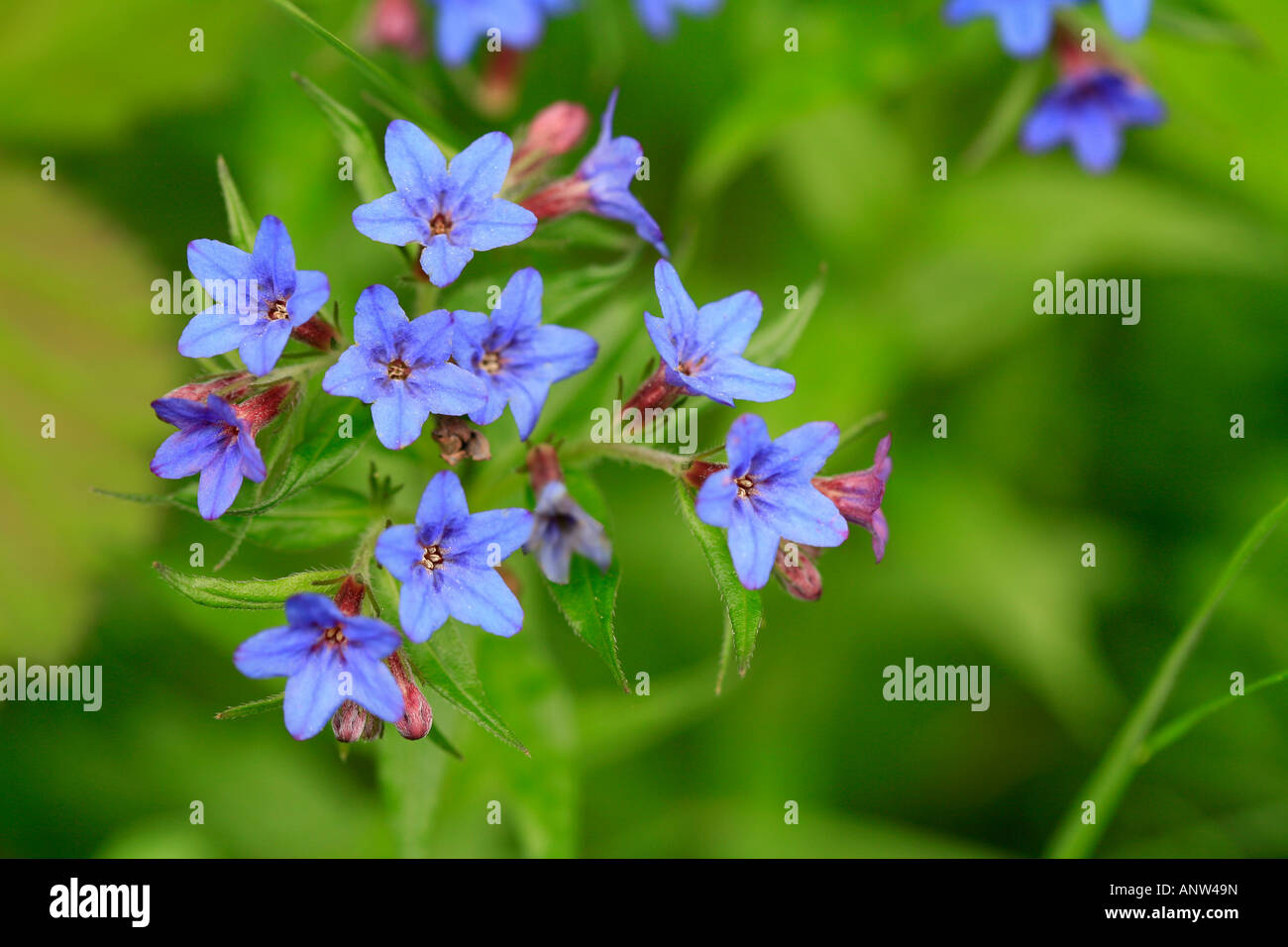 Garden with pleasant detail hi-res stock photography and images - Alamy