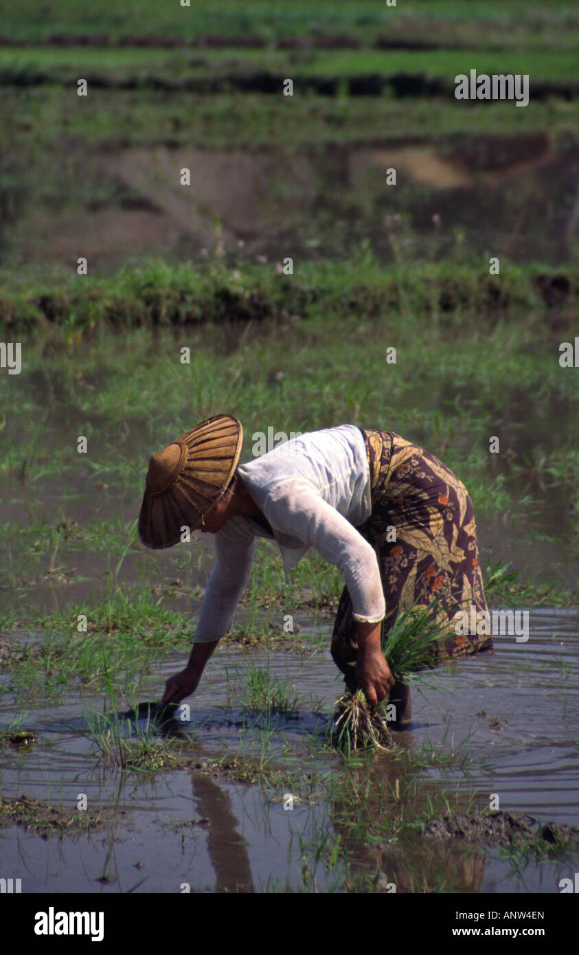 Planting rice. Taungguyi, Shan State, Myanmar (Burma Stock Photo - Alamy