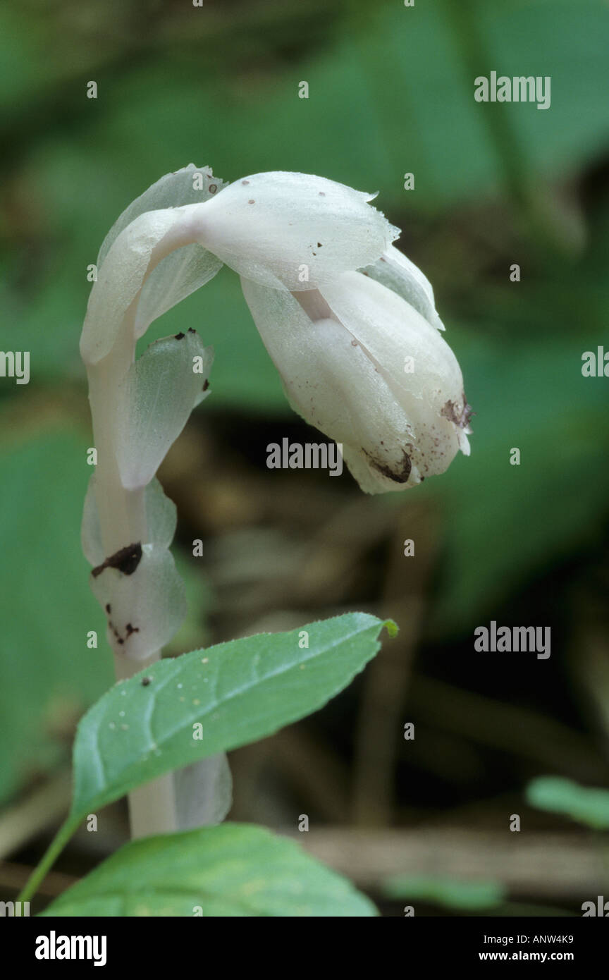 Indian pipe flowers hi-res stock photography and images - Alamy