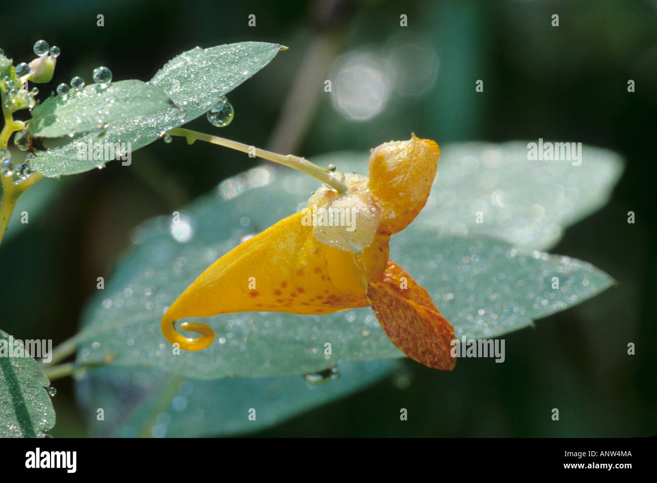 Spotted Jewelweed or Spotted Touch-me-not, Impatiens capensis Stock ...