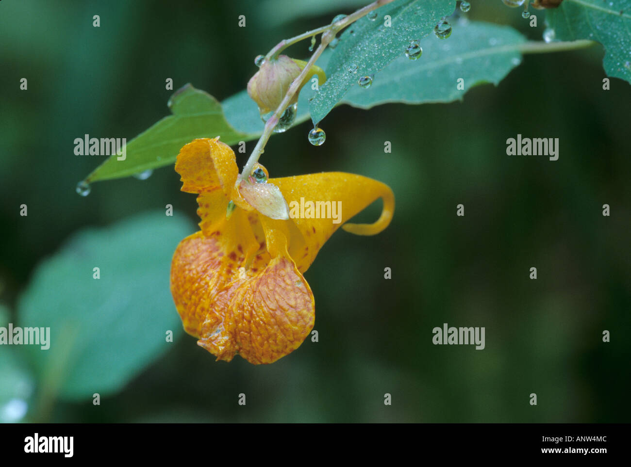 Spotted Jewelweed or Spotted Touch-me-not, Impatiens capensis Stock ...