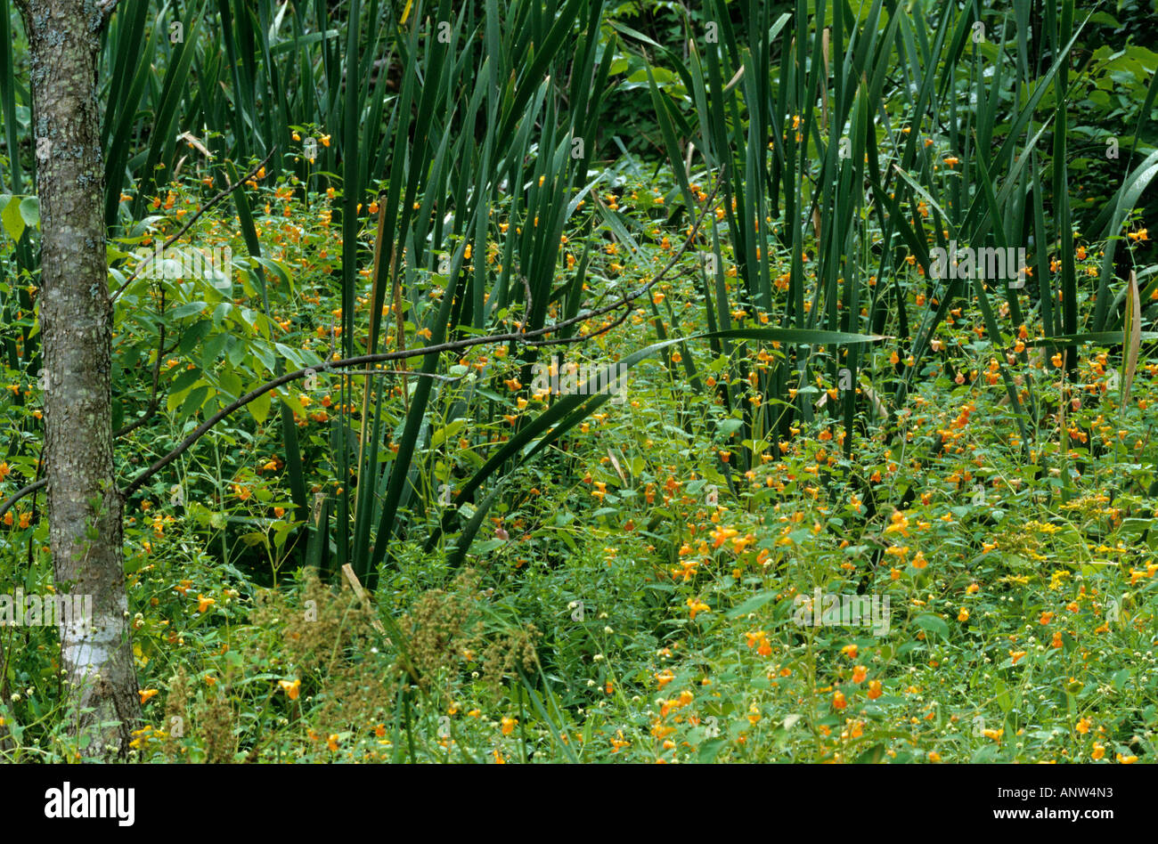 Spotted Jewelweed or Spotted Touch-me-not, Impatiens capensis Stock ...