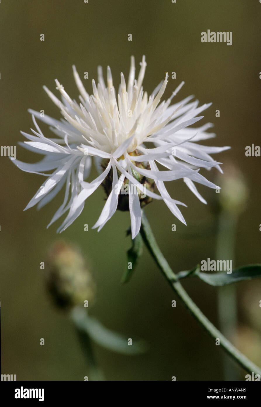 Spotted knapweed hi-res stock photography and images - Alamy