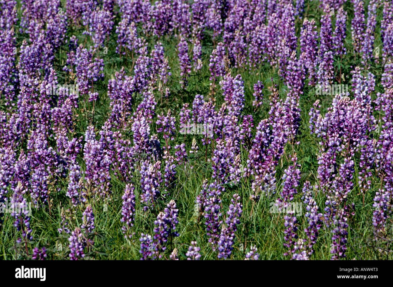 Wildflowers blue lupine lupinus species hi-res stock photography and ...