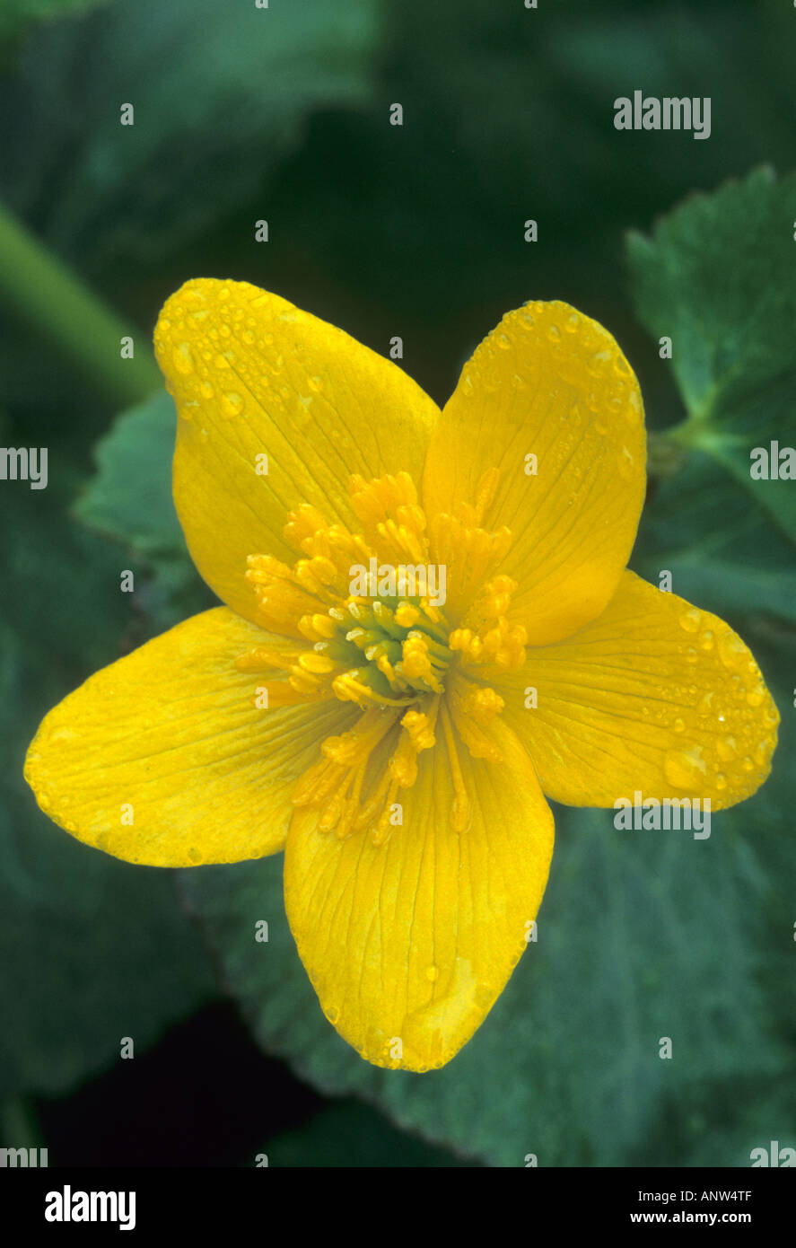 Full marsh marigold plant hi-res stock photography and images - Alamy